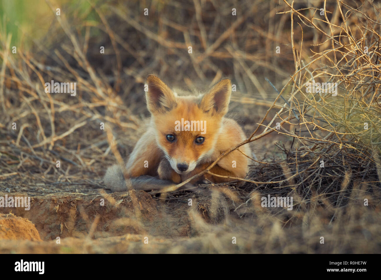 Fox kid lying on the ground near the hole. Chyornye Zemli (Black Lands ...