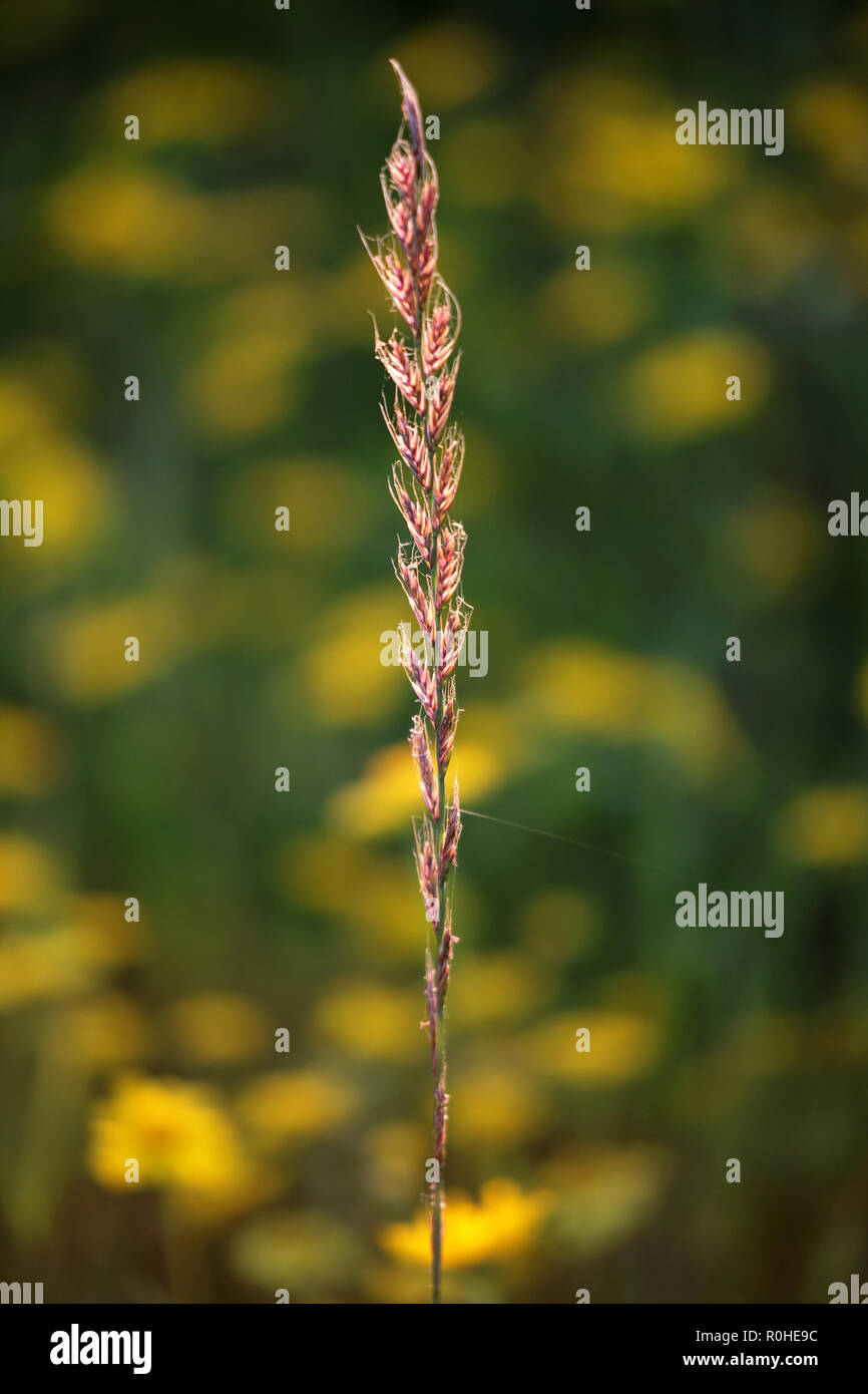 Beautiful natural green weed background; soft focus Stock Photo - Alamy