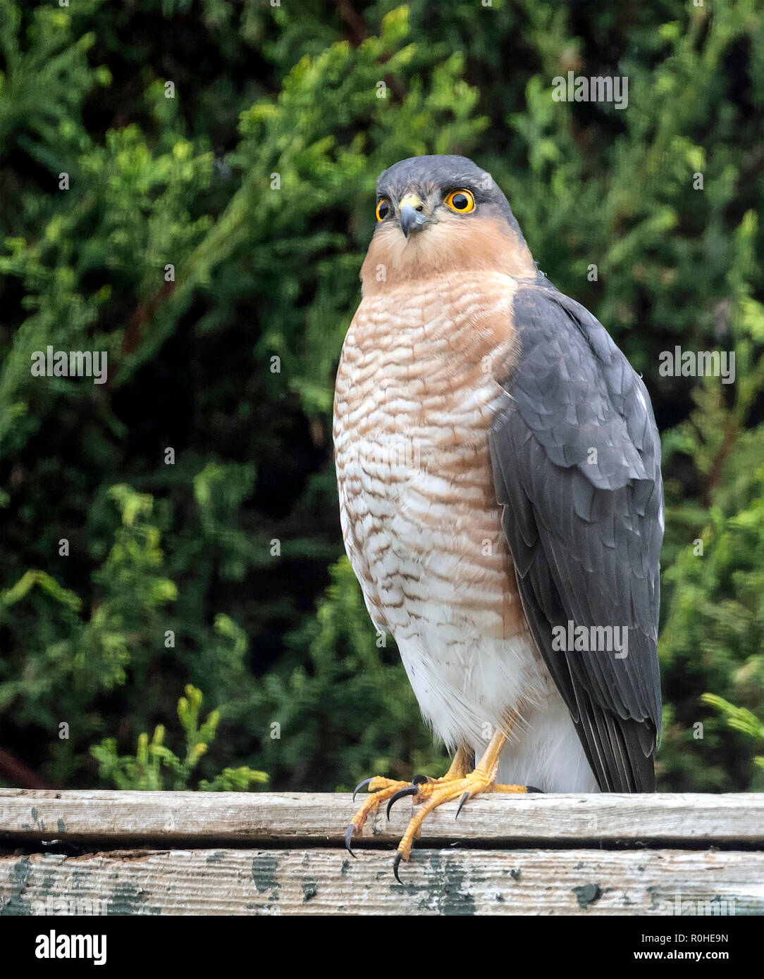 Sparrowhawk on fence Stock Photo - Alamy