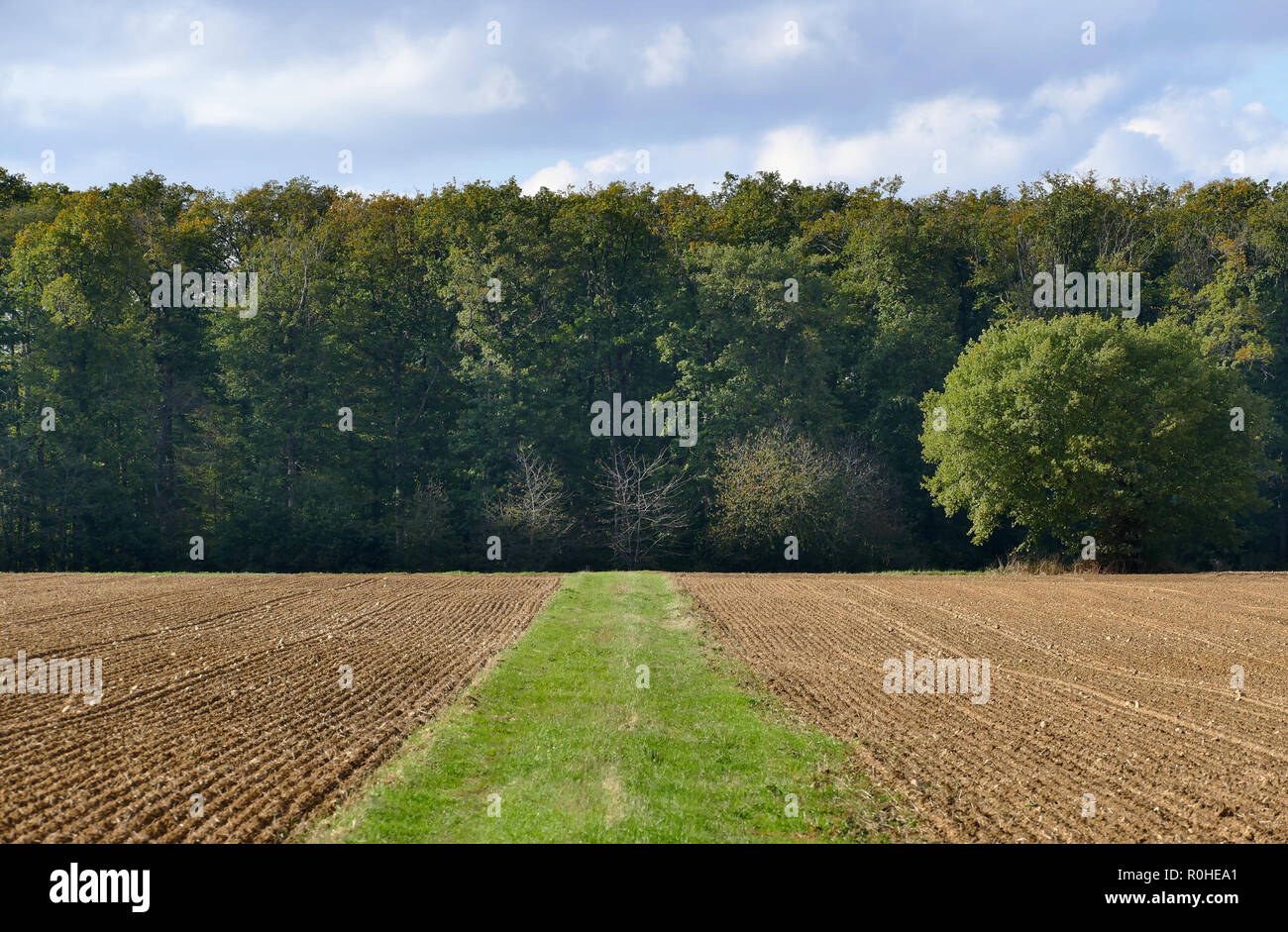 Green path in the middle of a cultivated field Stock Photo - Alamy