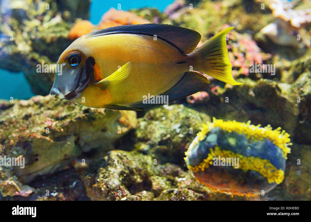 Naso tang fish, Naso lituratus in aquarium Stock Photo - Alamy