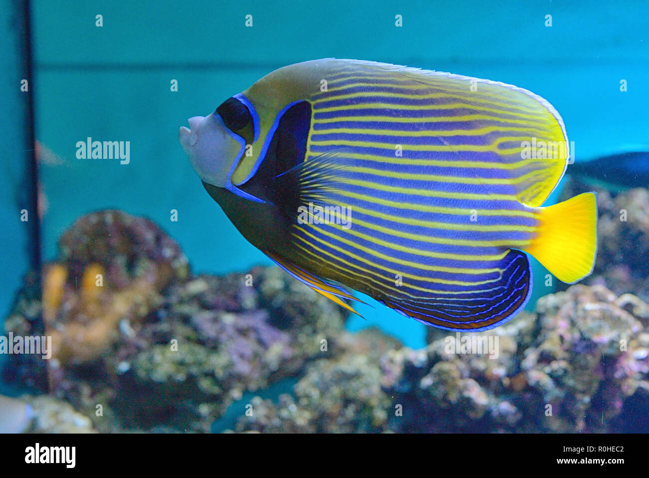 Underwater with Angel fish and coral reef Stock Photo - Alamy