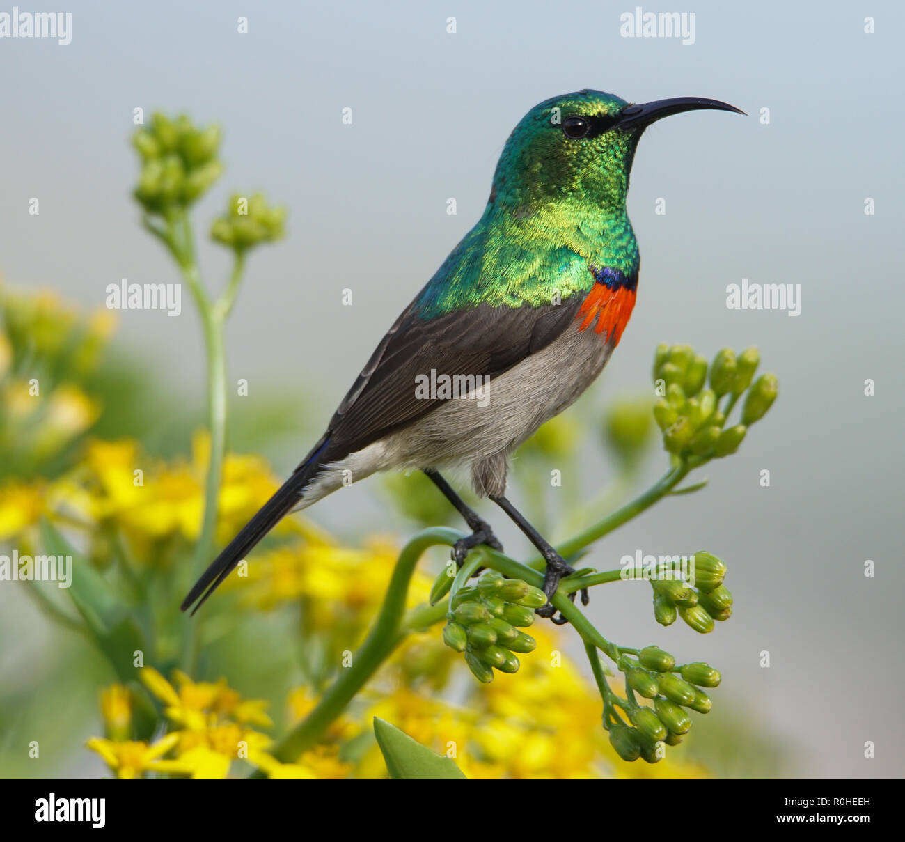 African sunbirds hi-res stock photography and images - Alamy