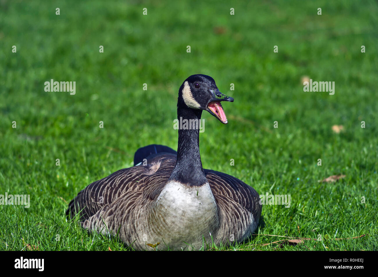 Angry Canada, Branta canadensis goose sitting on lawn and squawking ...