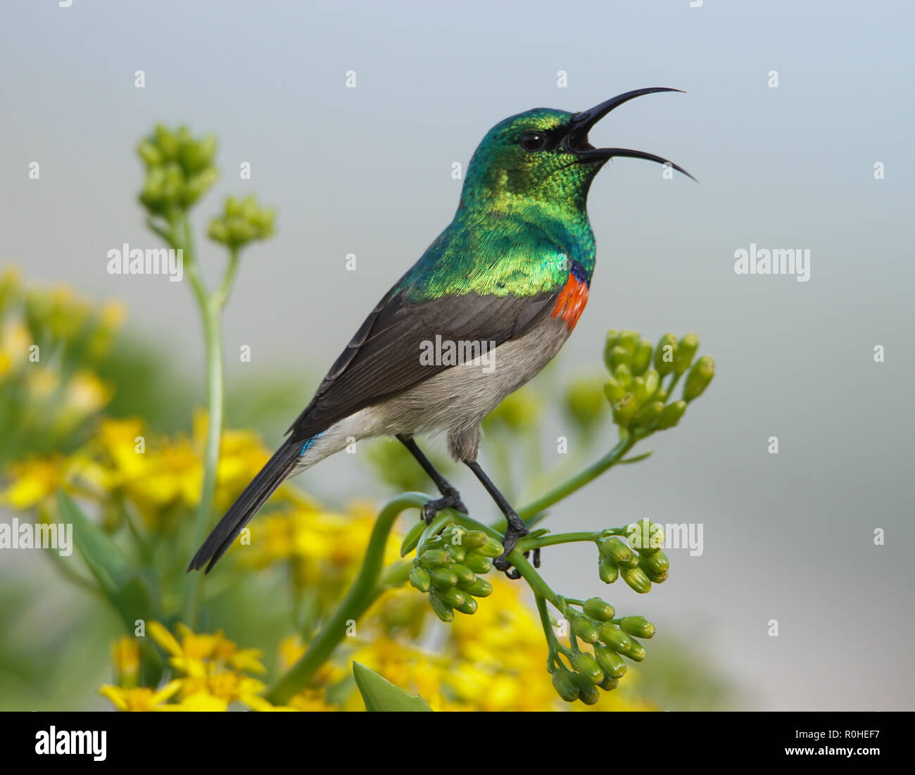 African sunbirds hi-res stock photography and images - Alamy