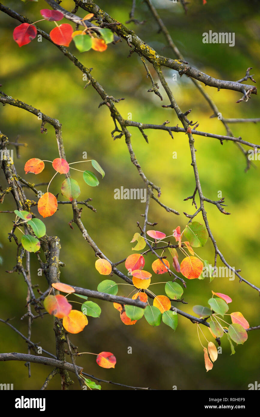 Golden pear autumn tree hi-res stock photography and images - Alamy