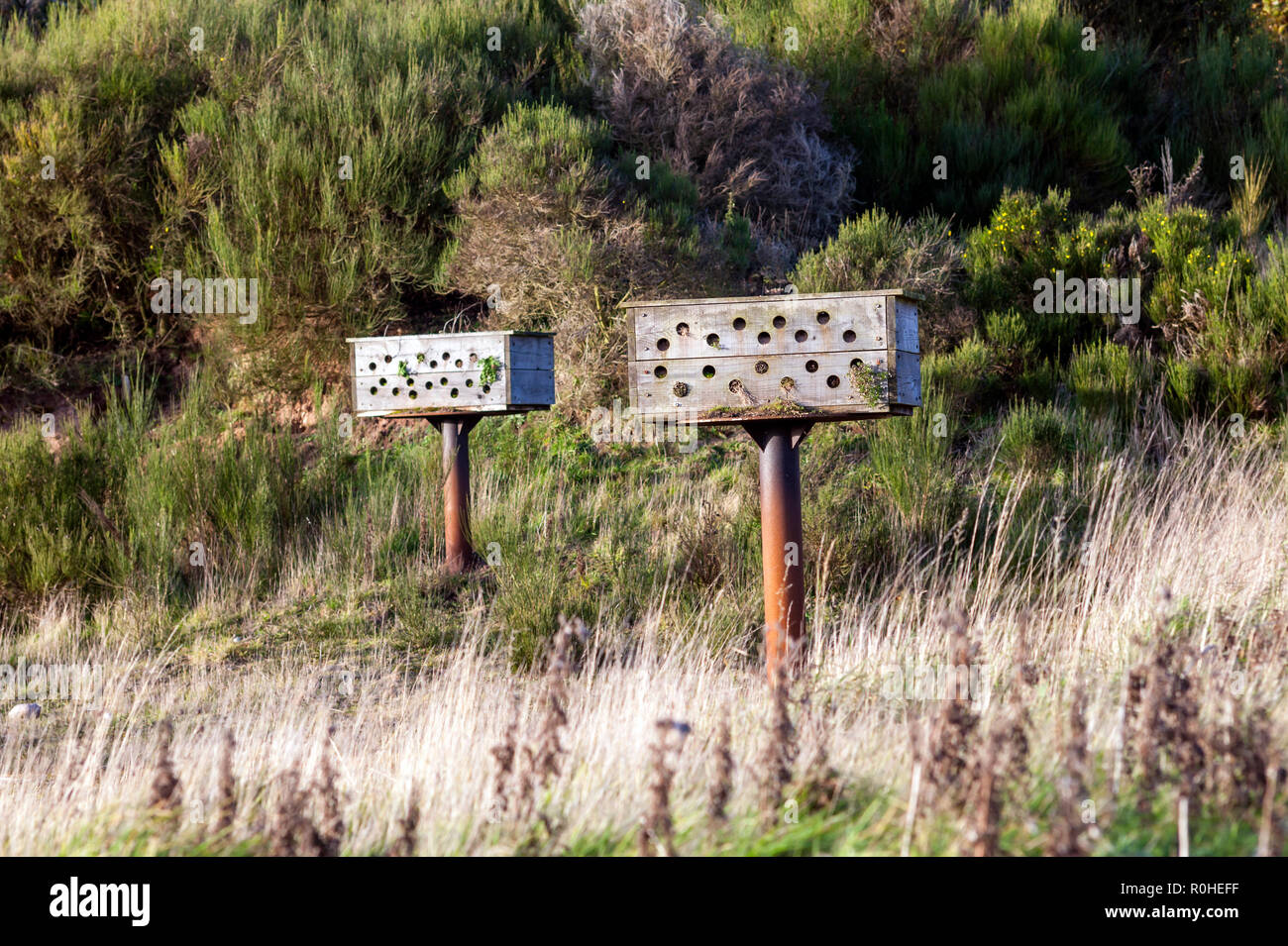 Nesting boxes built for sand martins, Riparia Riparia Stock Photo - Alamy