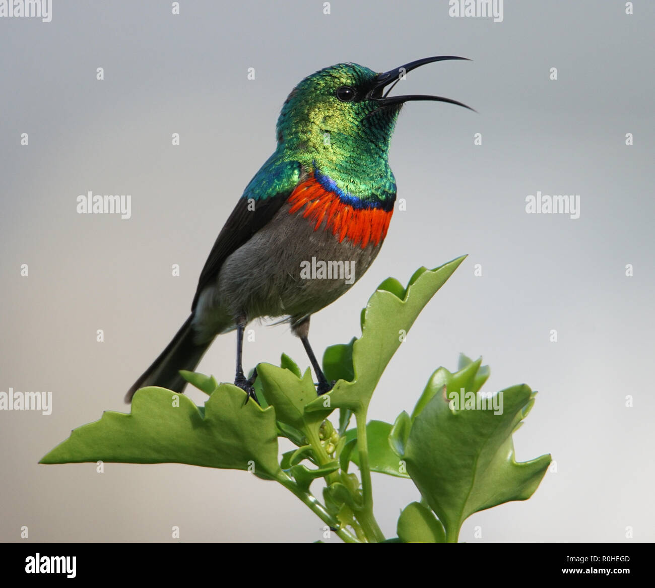 African sunbirds hi-res stock photography and images - Alamy