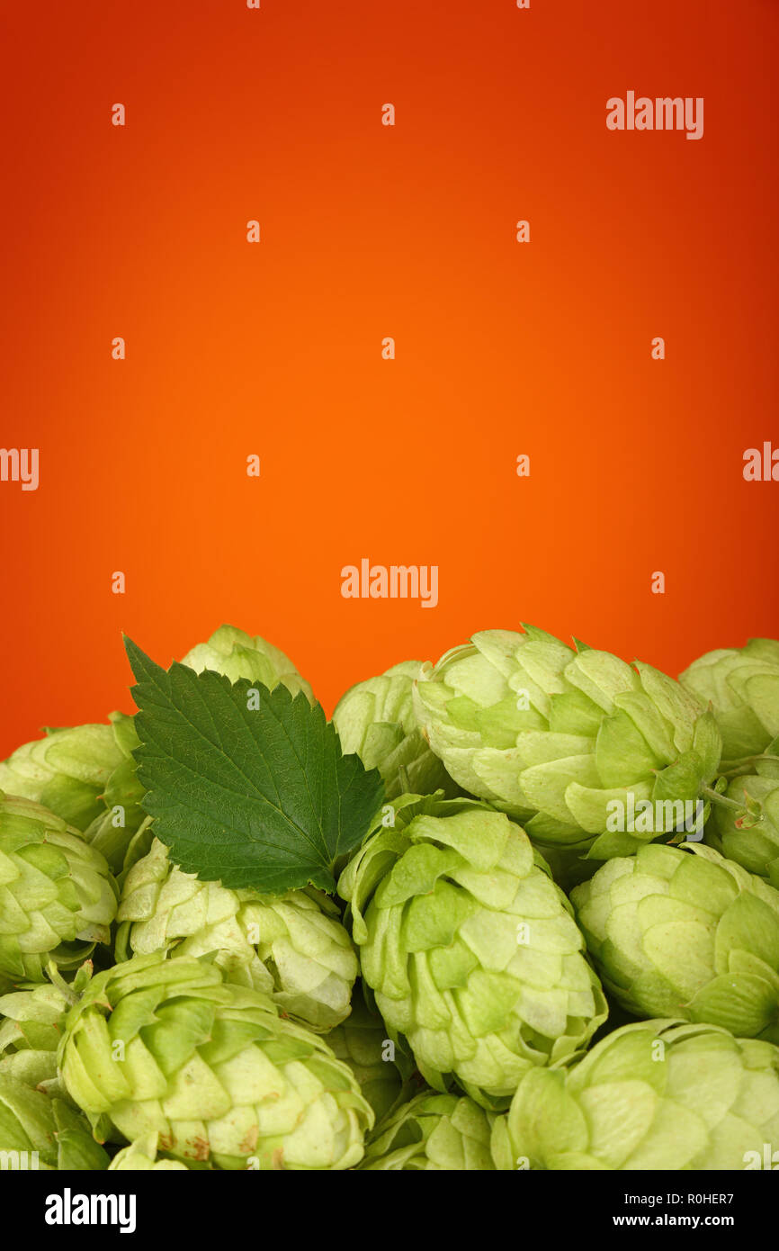 Close up heap of fresh green hops, ingredient for beer or herbal ...