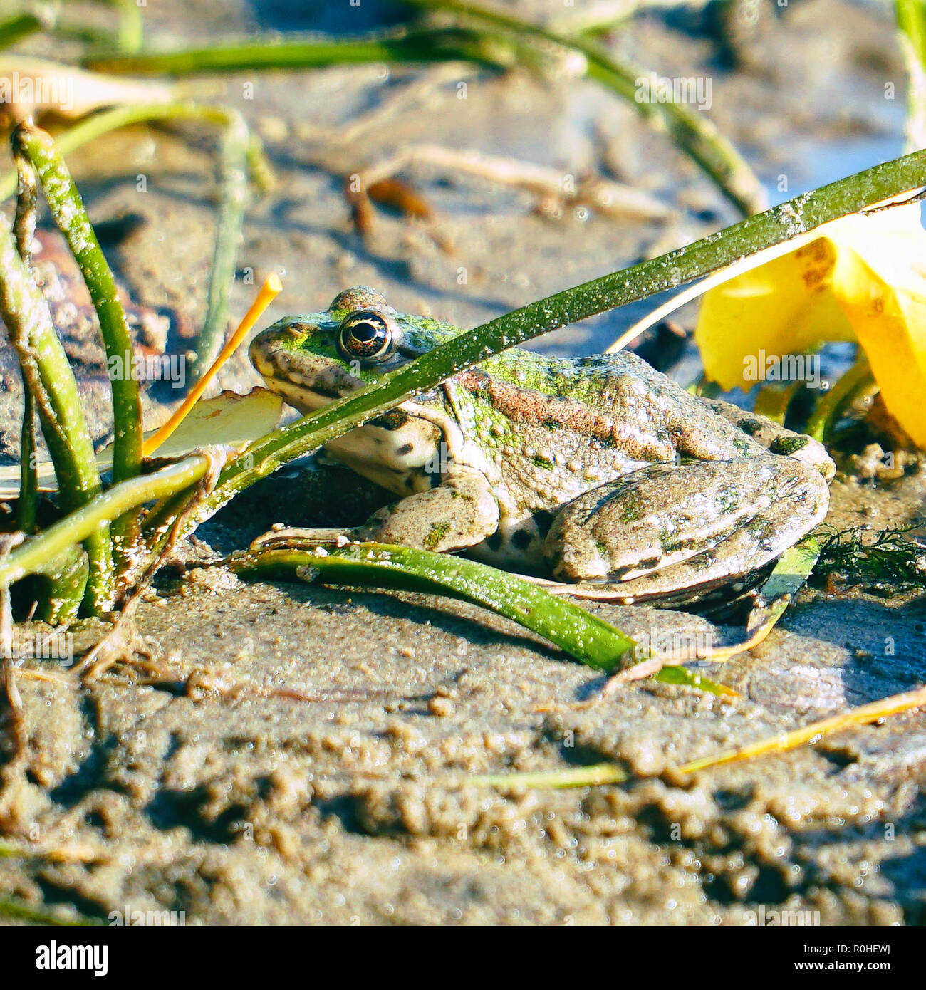 Frog next to river hi-res stock photography and images - Alamy