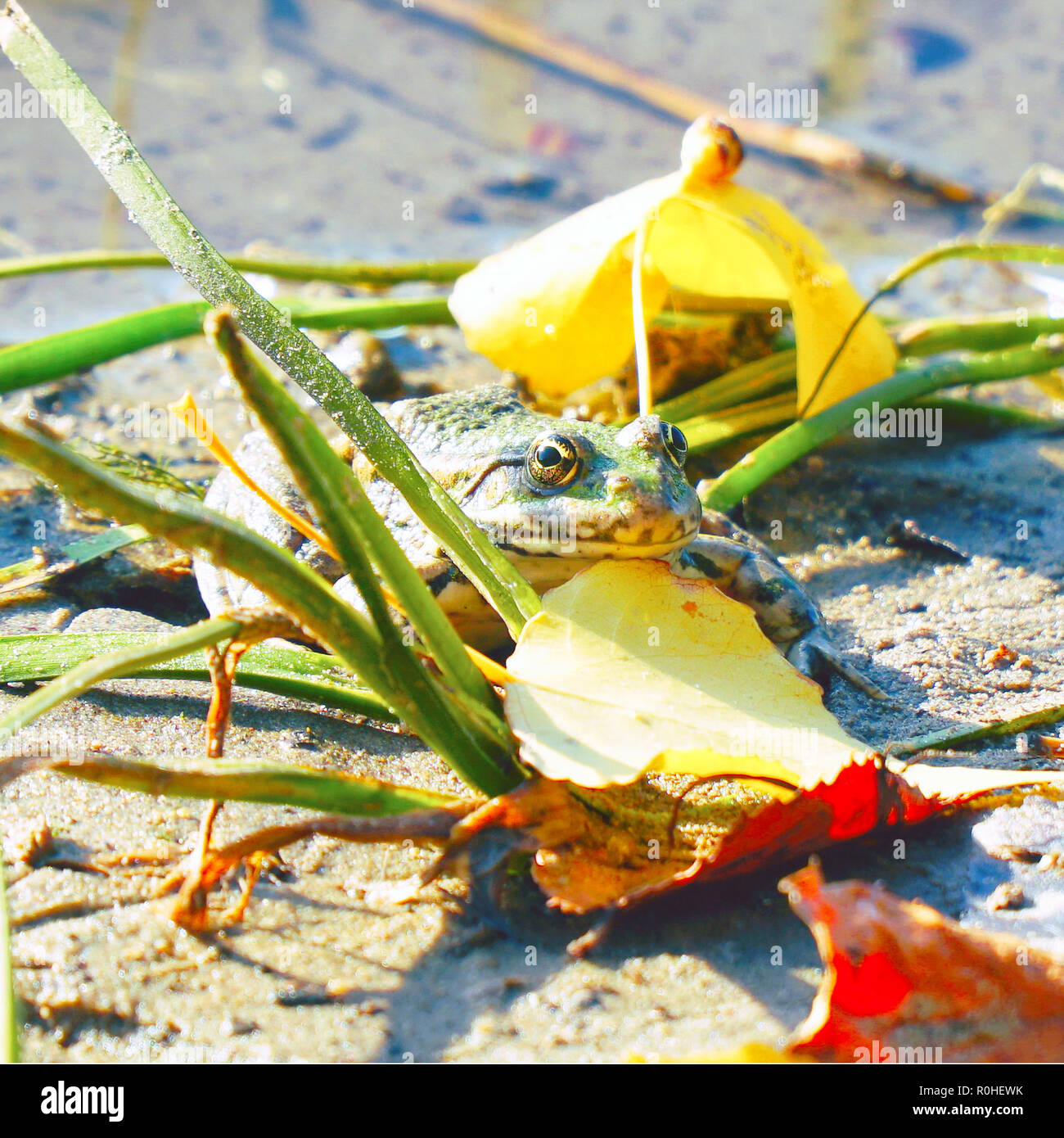 Frog next to river hi-res stock photography and images - Alamy