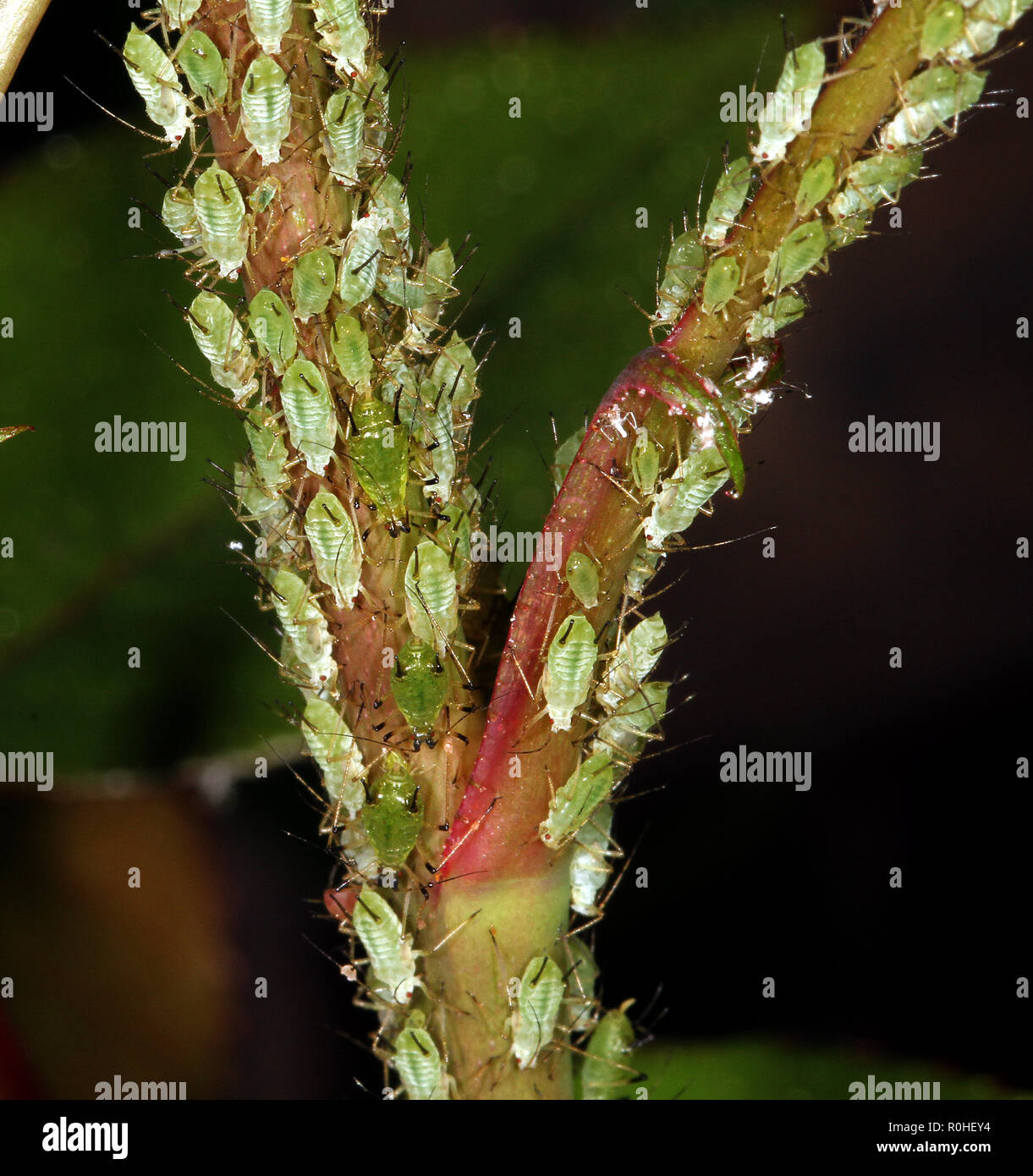 Aphids feeding on sap from rose bush Stock Photo - Alamy