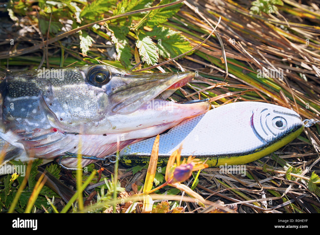 Putting on bait hi-res stock photography and images - Alamy
