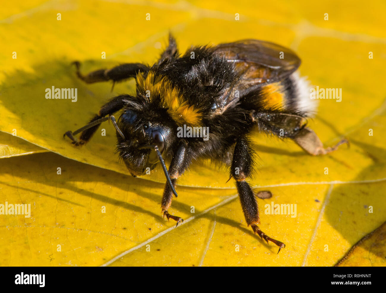Walnut insects hi-res stock photography and images - Alamy