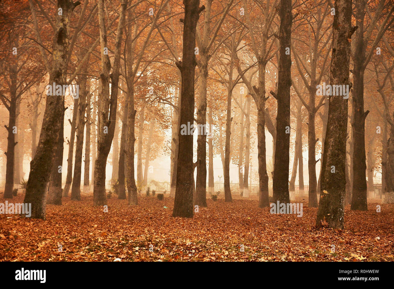 Chinar in autumn hi-res stock photography and images - Alamy