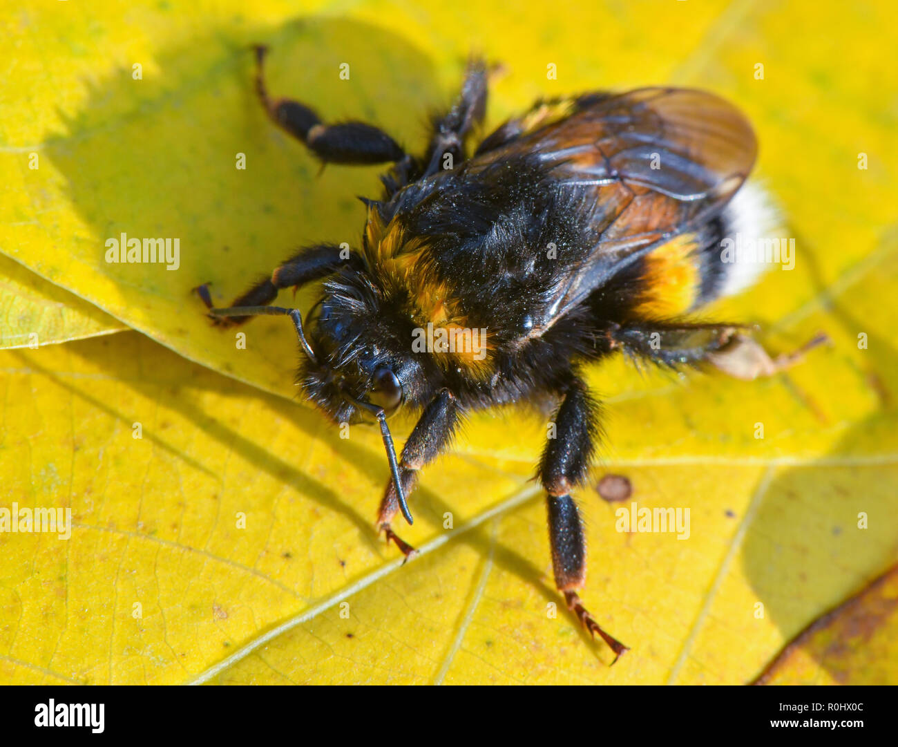 Walnut insects hi-res stock photography and images - Alamy
