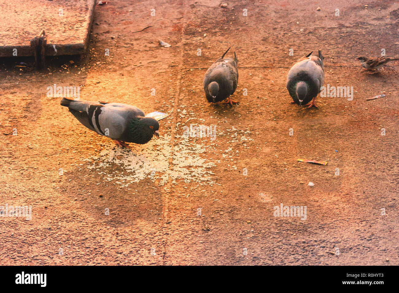 A flock of pigeons sitting in a summer Park. Gray Dove on Beautiful ...