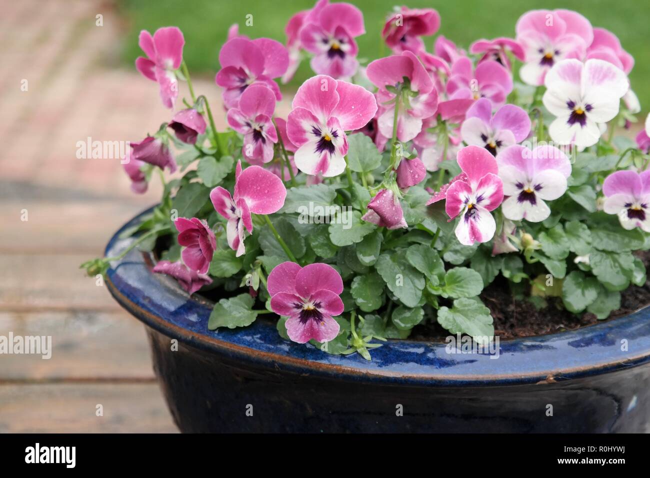 Violets flowers field in garden hi-res stock photography and images - Alamy