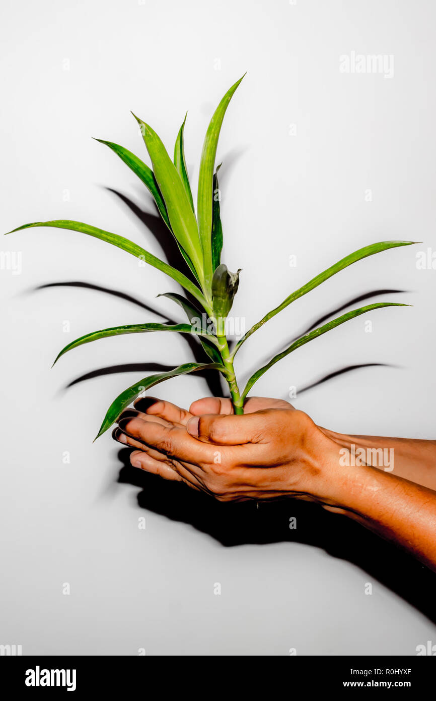 A man holding a beautiful and fresh growing green tree isolated on ...