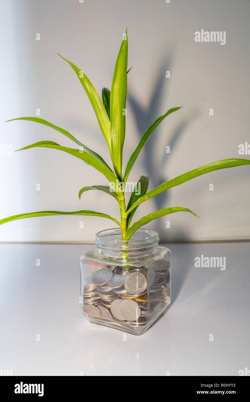 Plant growing out of coins in a glass jar. Business Money growth ...