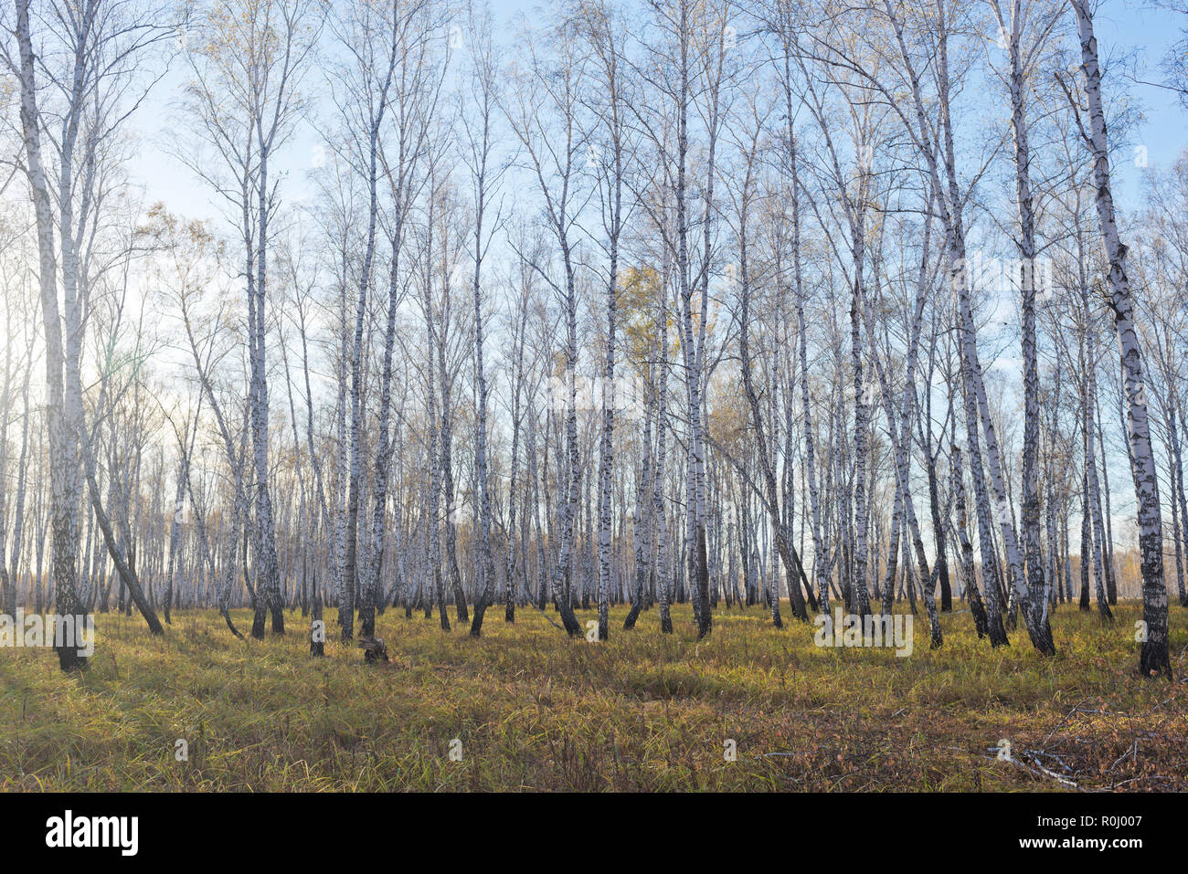 Autumn birch forest Stock Photo - Alamy