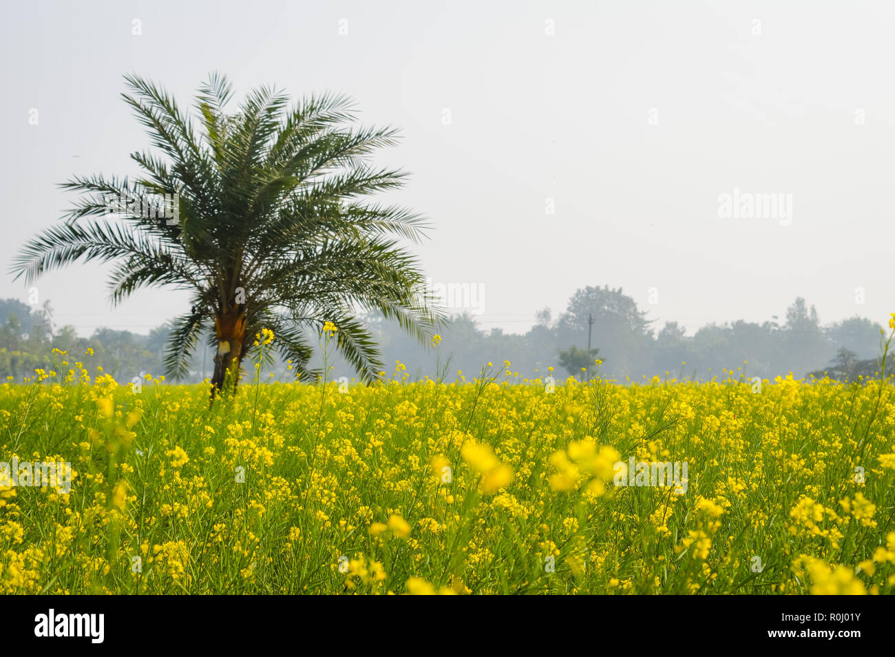 Landscape view of Yellow color rapeseed muster flowers On the horizon ...
