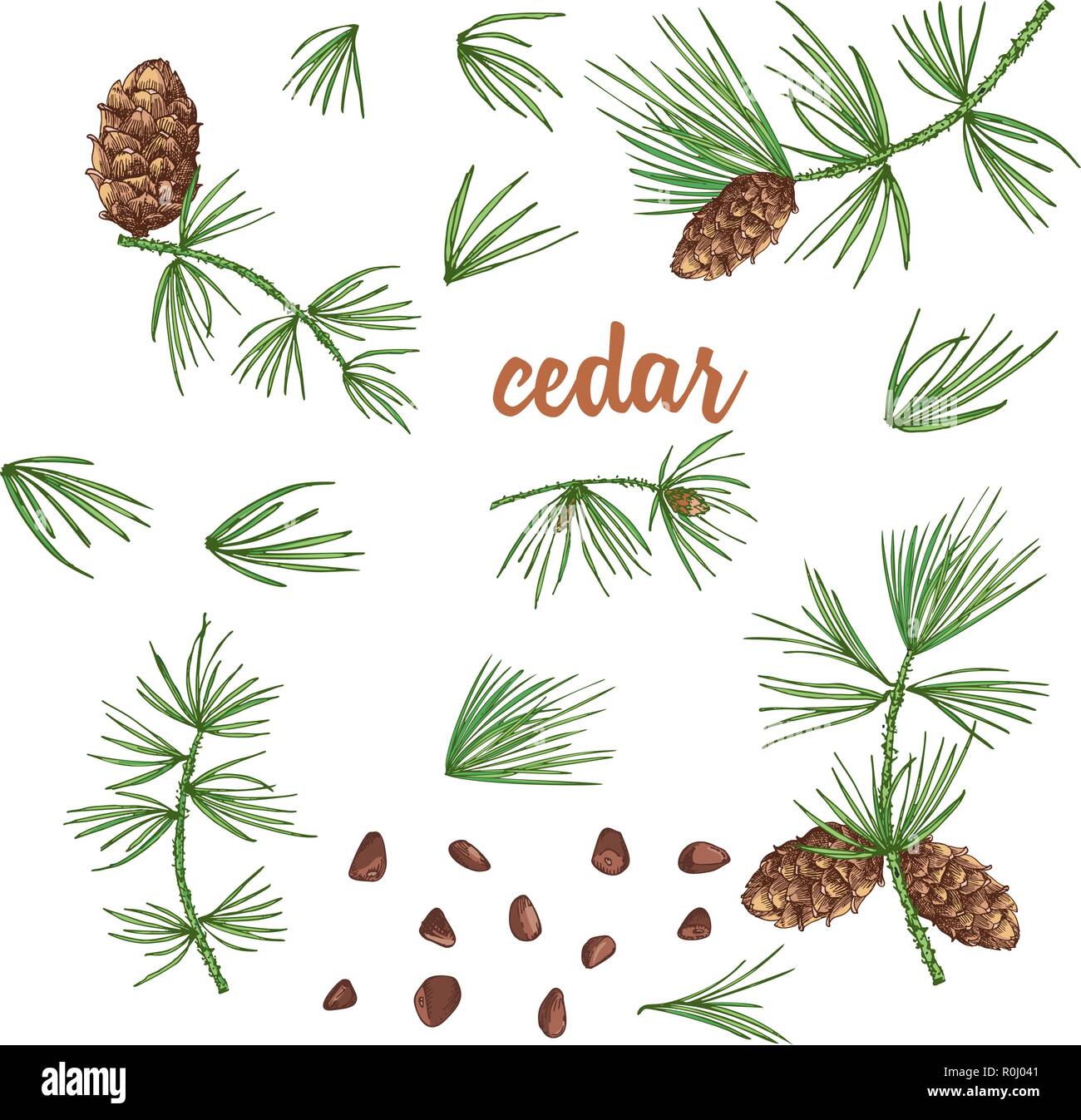 Set ink sketch of color cedar branches with pinecones isolated on white ...