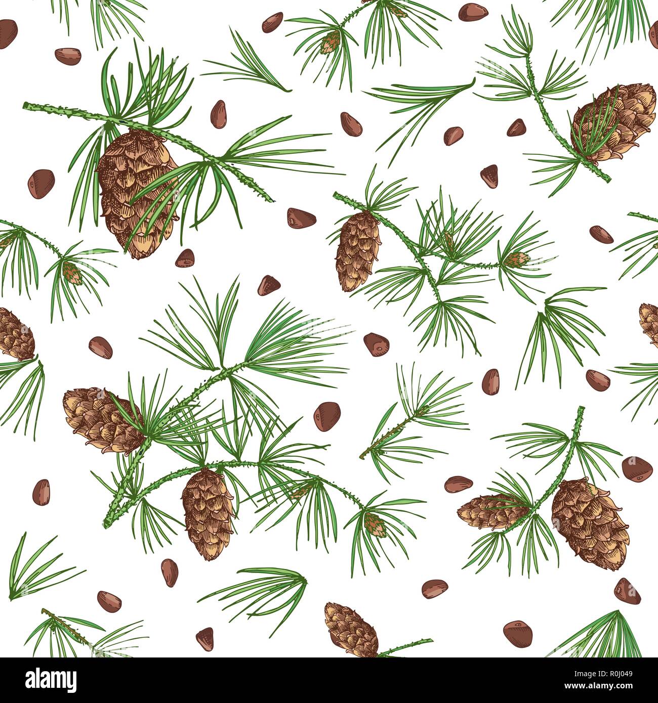 Seamless pattern with color cedar branches and pinecones isolated on ...