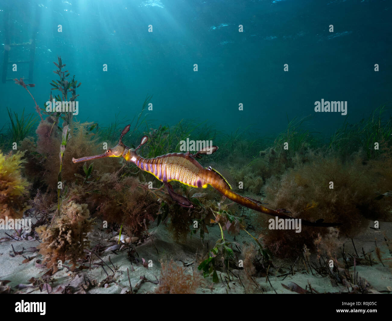Weedy Sea Dragons High Resolution Stock Photography and Images - Alamy