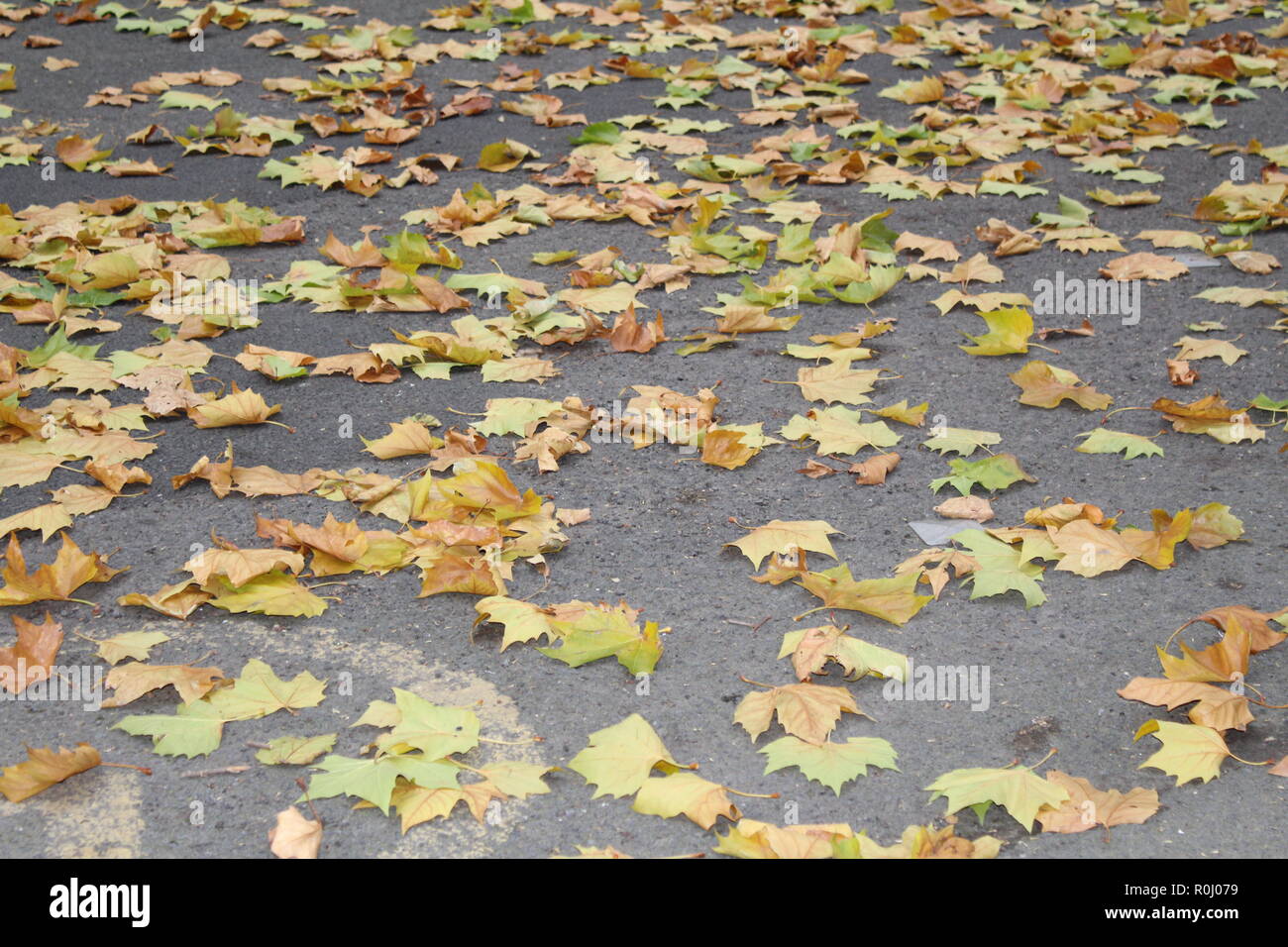Autumn / Fall - Leaves fallen to the concrete ground noting a change of ...
