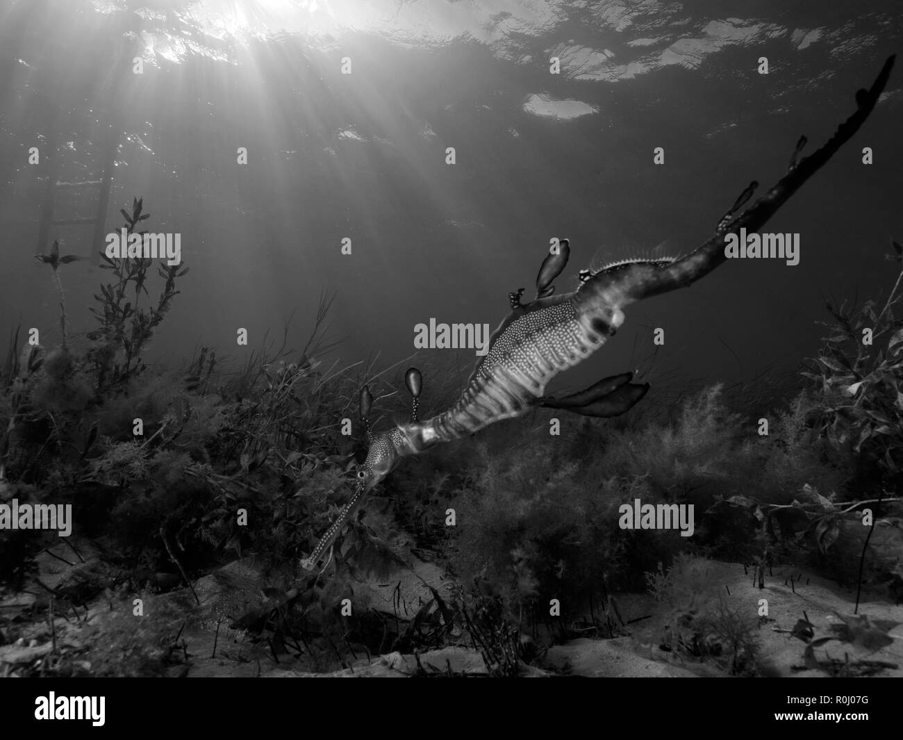 Weedy Sea Dragons High Resolution Stock Photography and Images - Alamy