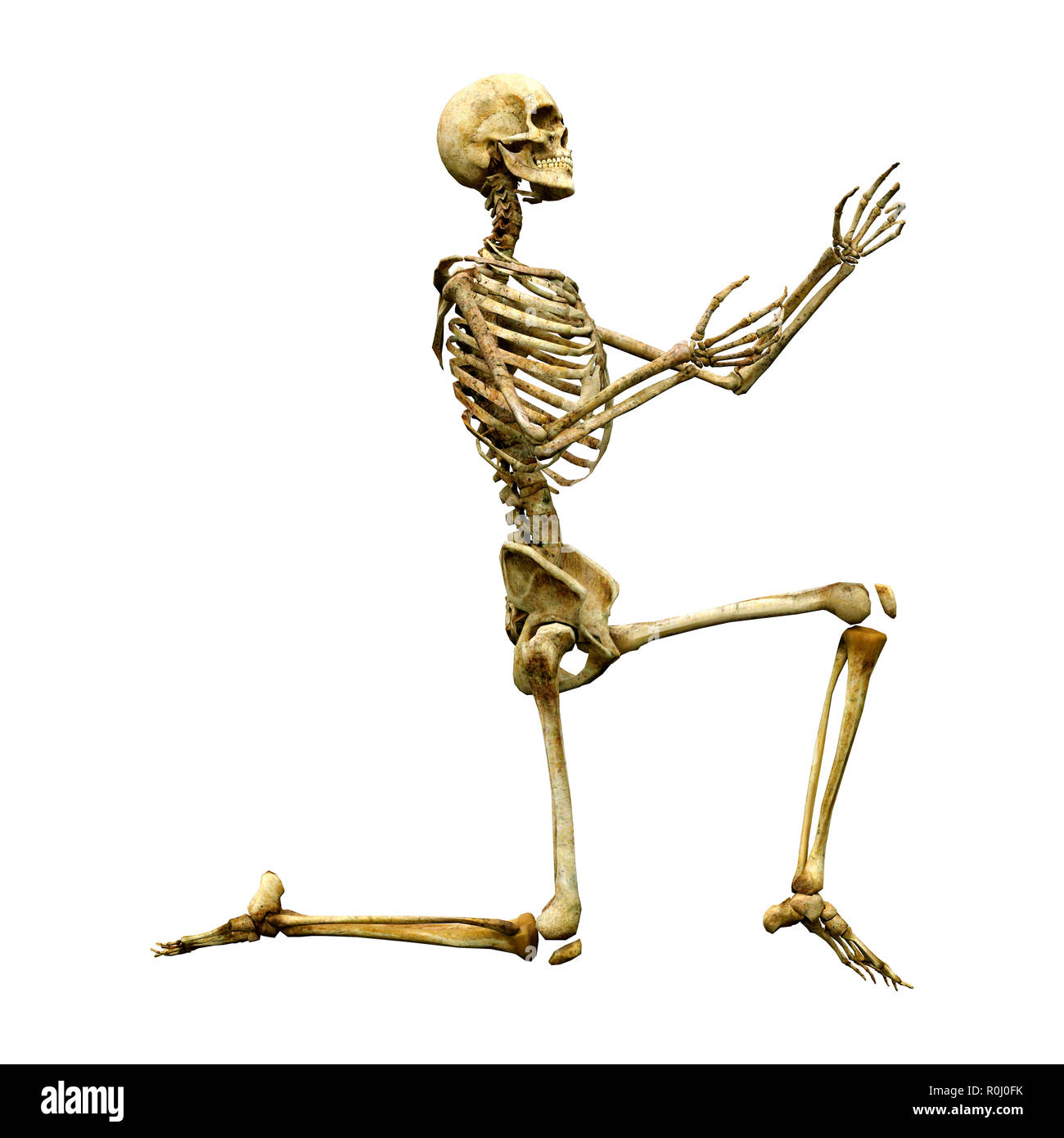 3D rendering of a human skeleton isolated on white background Stock ...