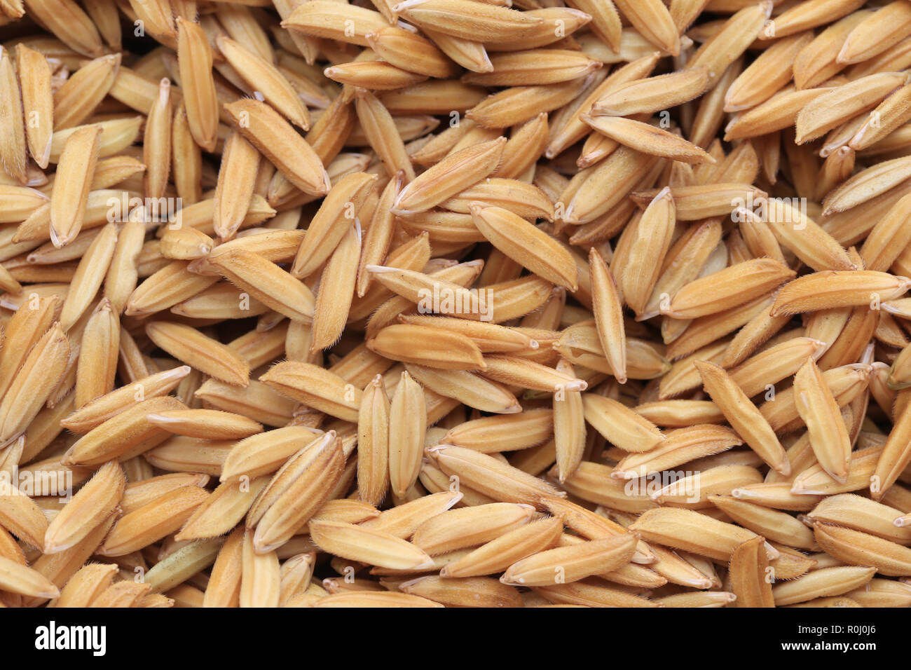 Paddy dried of rice background for design in your work foods concept ...