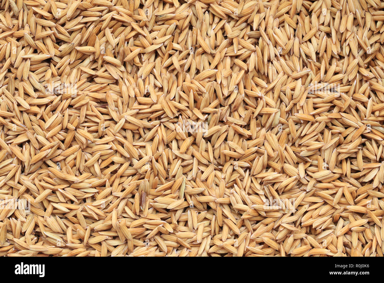 Paddy dried of rice background for design in your work foods concept ...