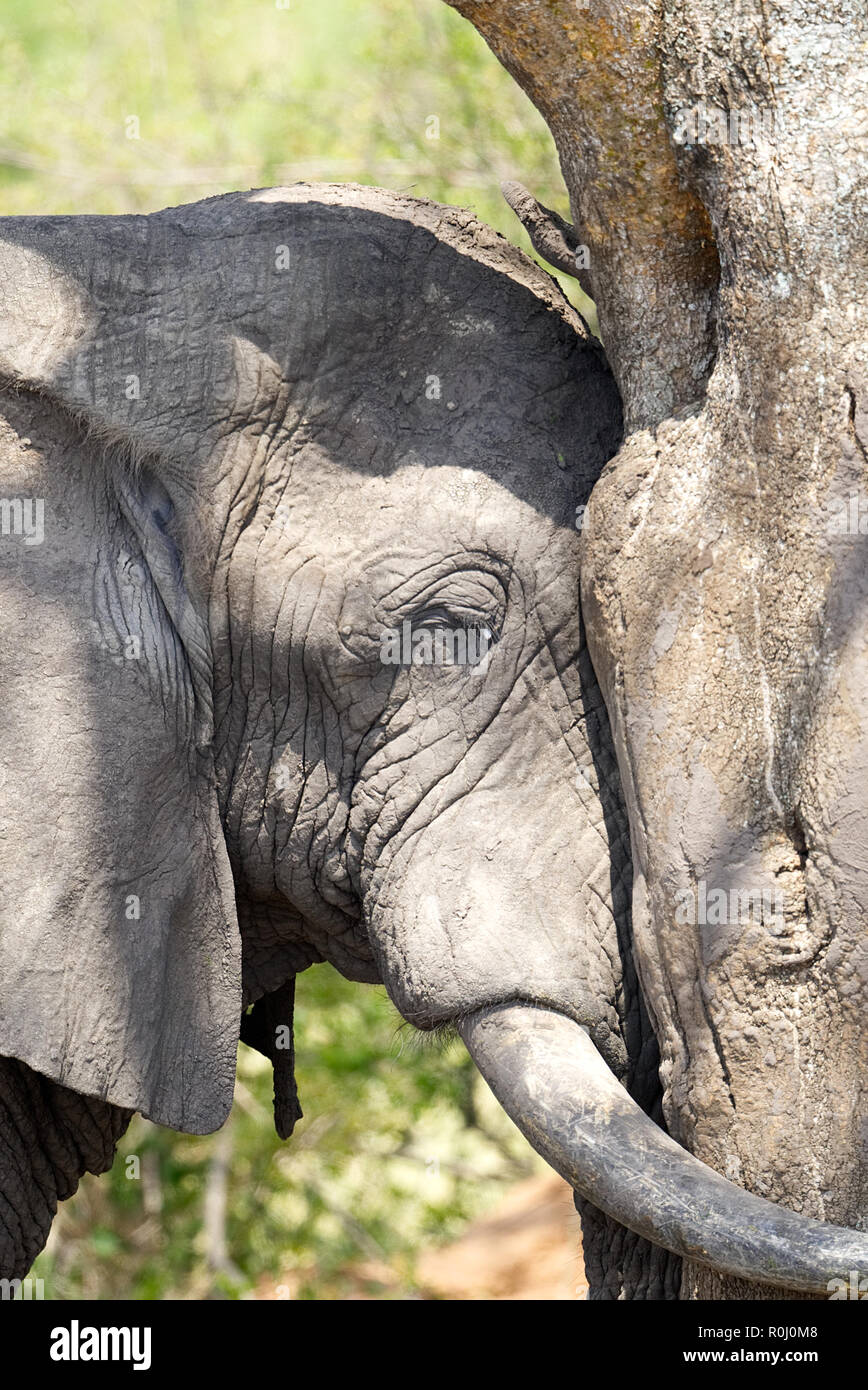 Elephant African leaning resting head on tree male bull young head ...