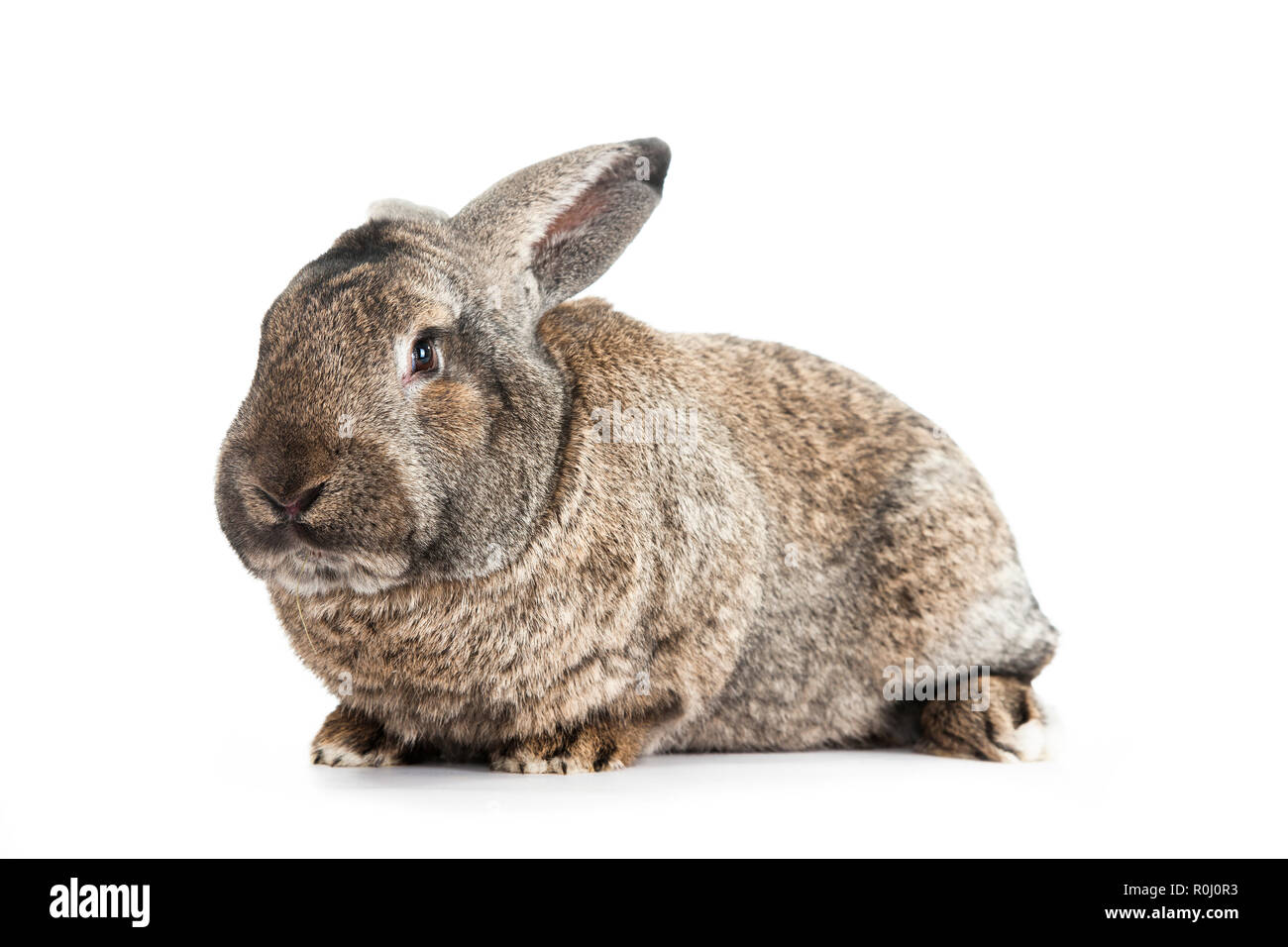 Continental giant rabbit hi-res stock photography and images - Alamy