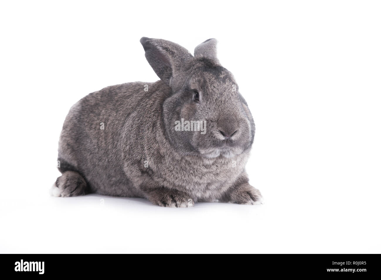 Giant wild rabbit hi-res stock photography and images - Alamy