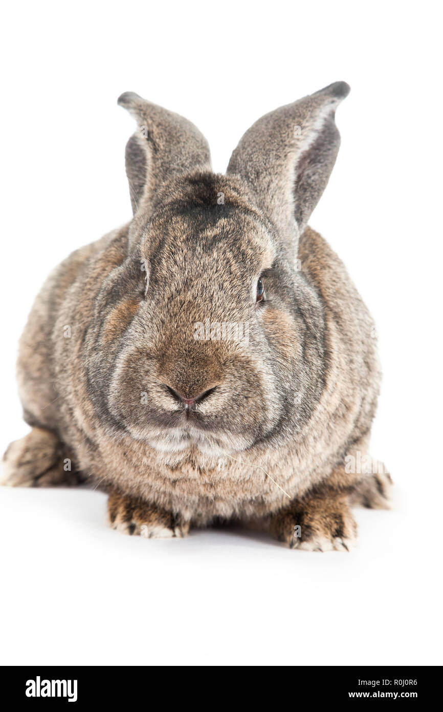 Giant wild rabbit hi-res stock photography and images - Alamy