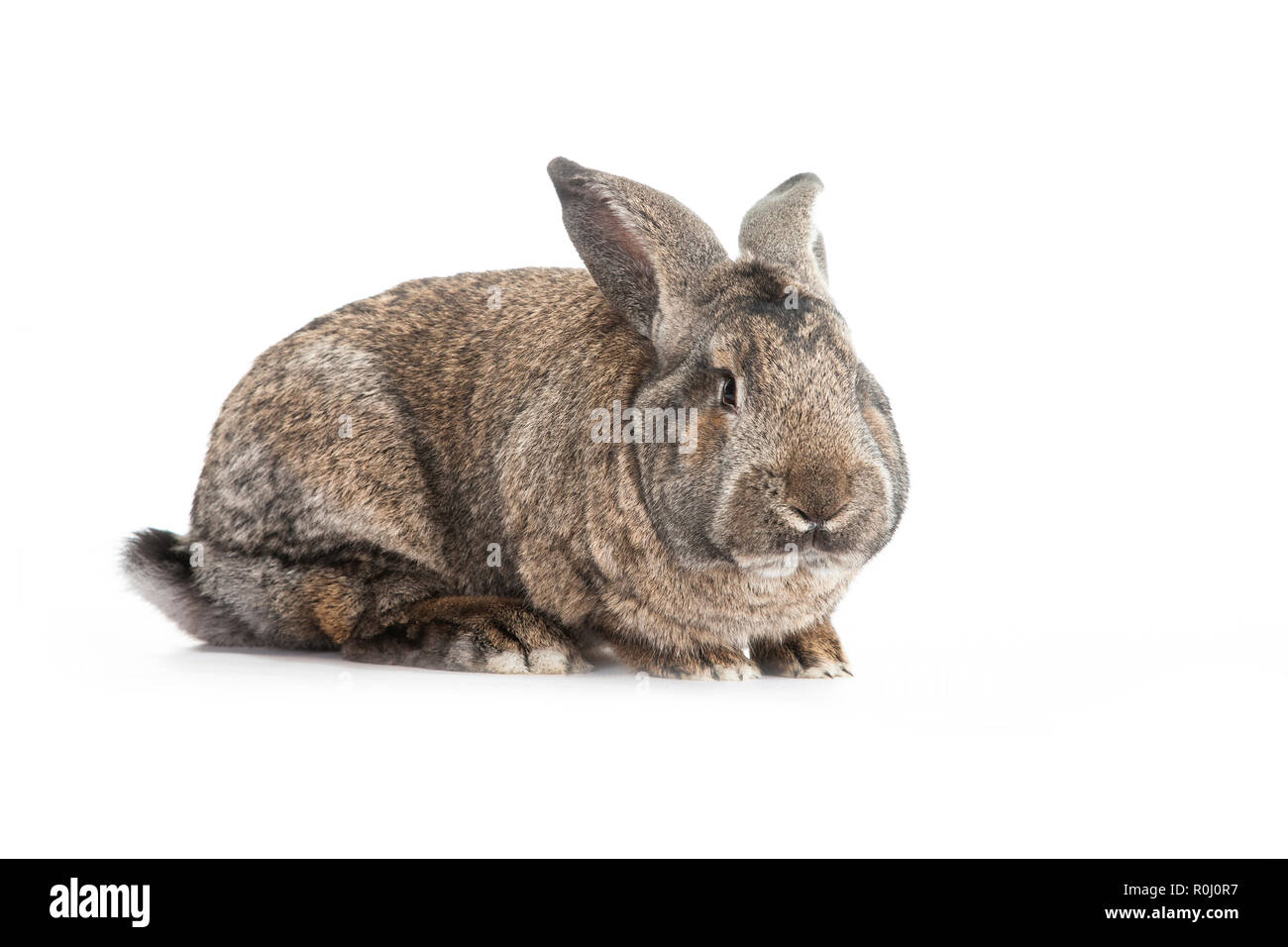 Continental giant rabbits hi-res stock photography and images - Alamy