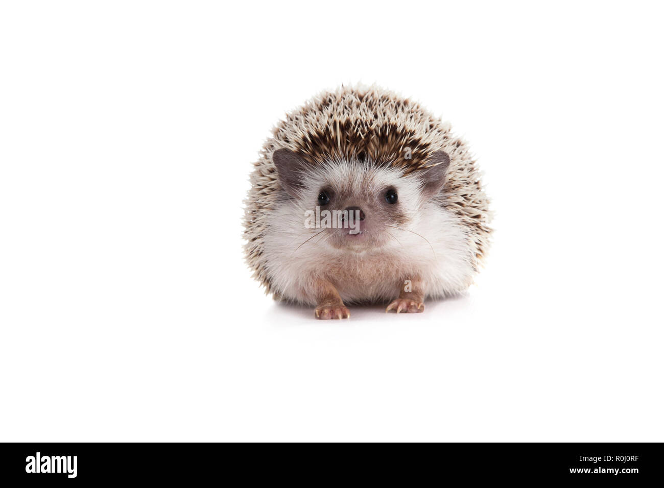 African pygmy hedgehog Cut Out Stock Images & Pictures - Alamy