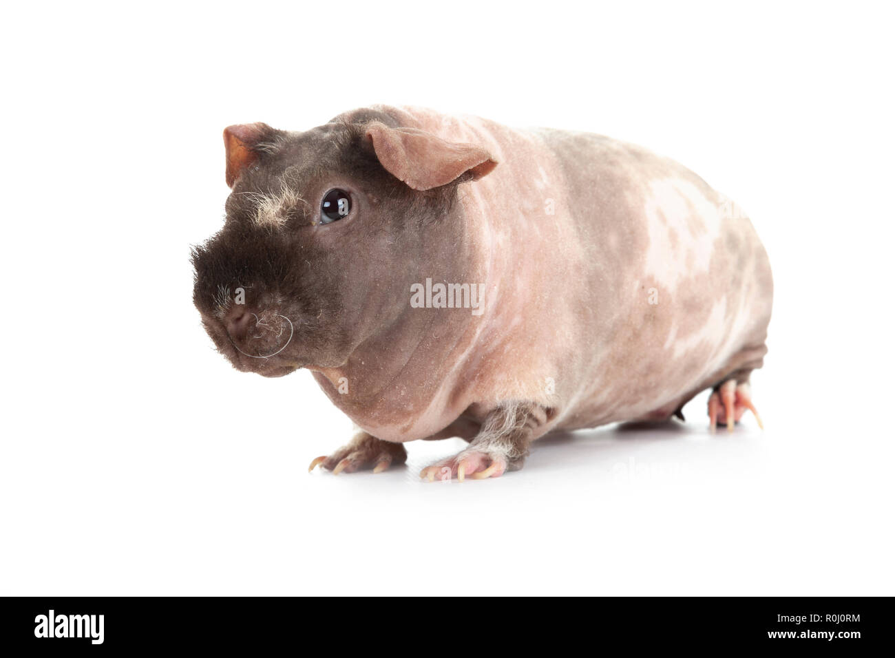 Skinny pig hi-res stock photography and images - Alamy