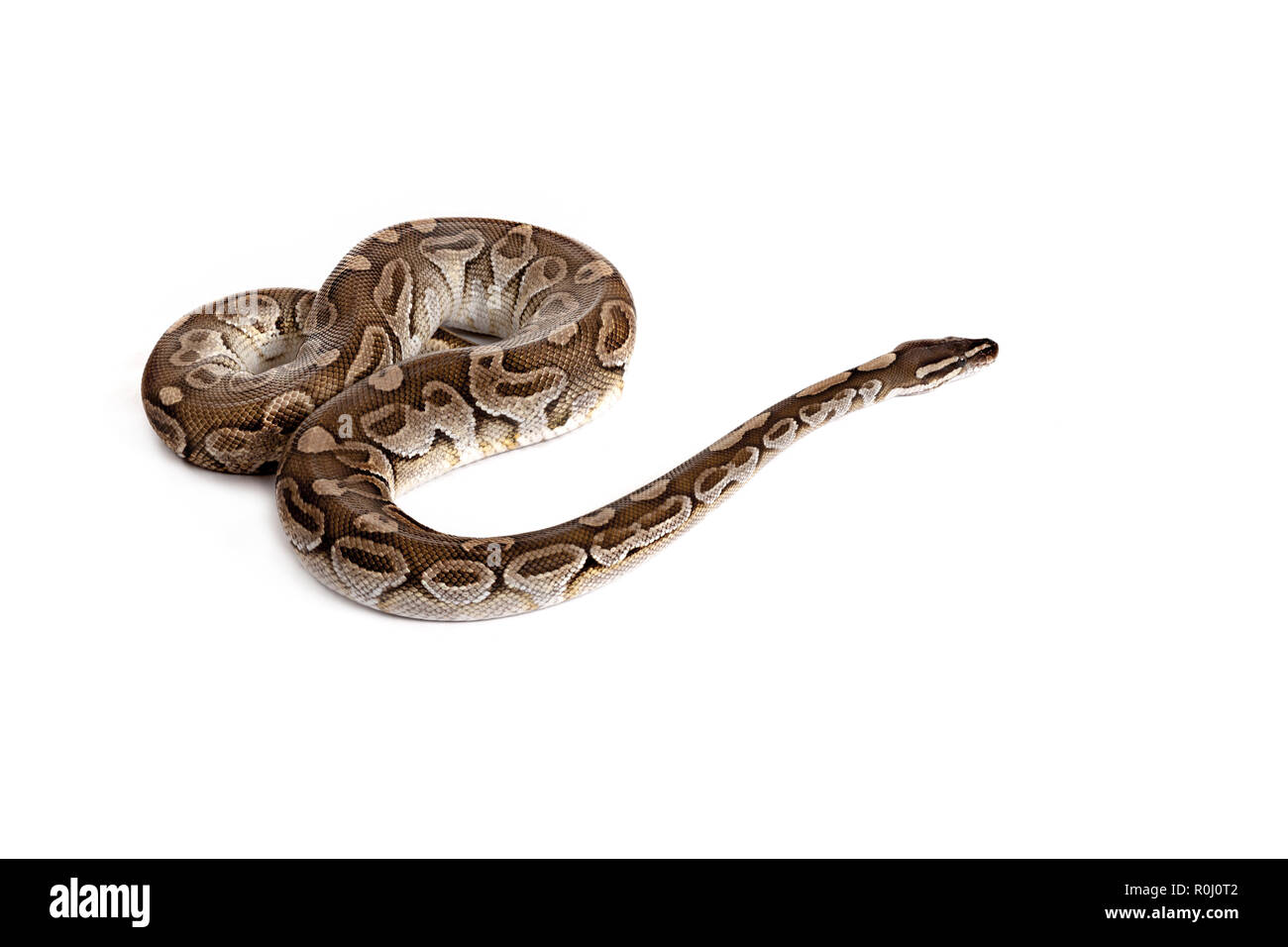 Vivarium snakes hi-res stock photography and images - Alamy