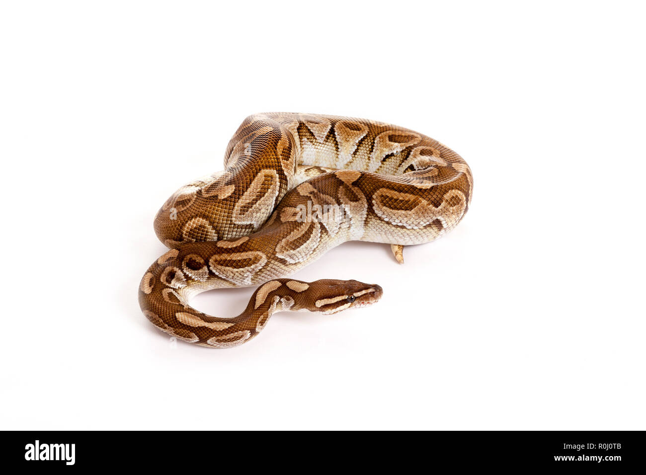 Vivarium Snakes High Resolution Stock Photography and Images - Alamy