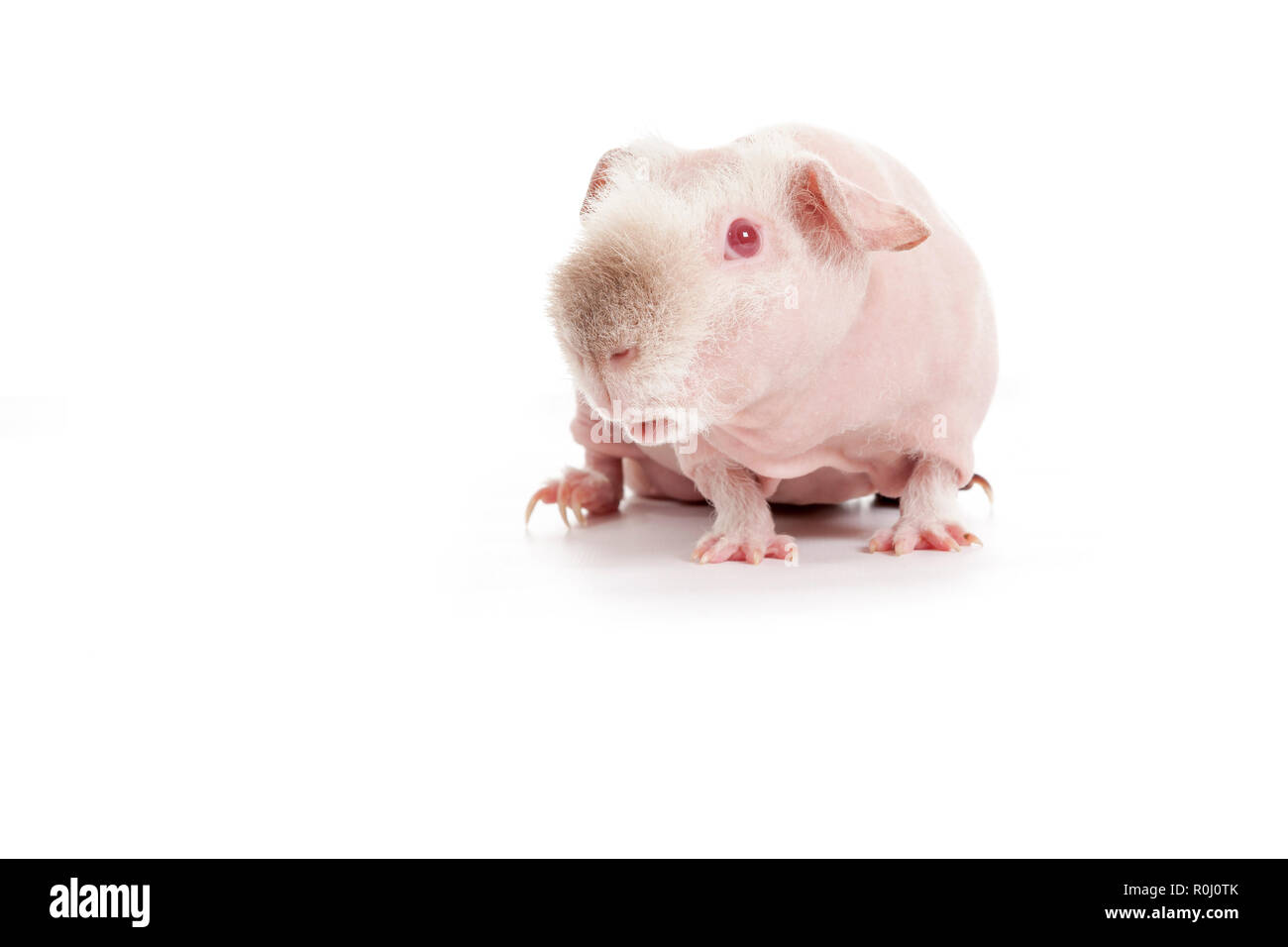 Skinny pig hi-res stock photography and images - Alamy