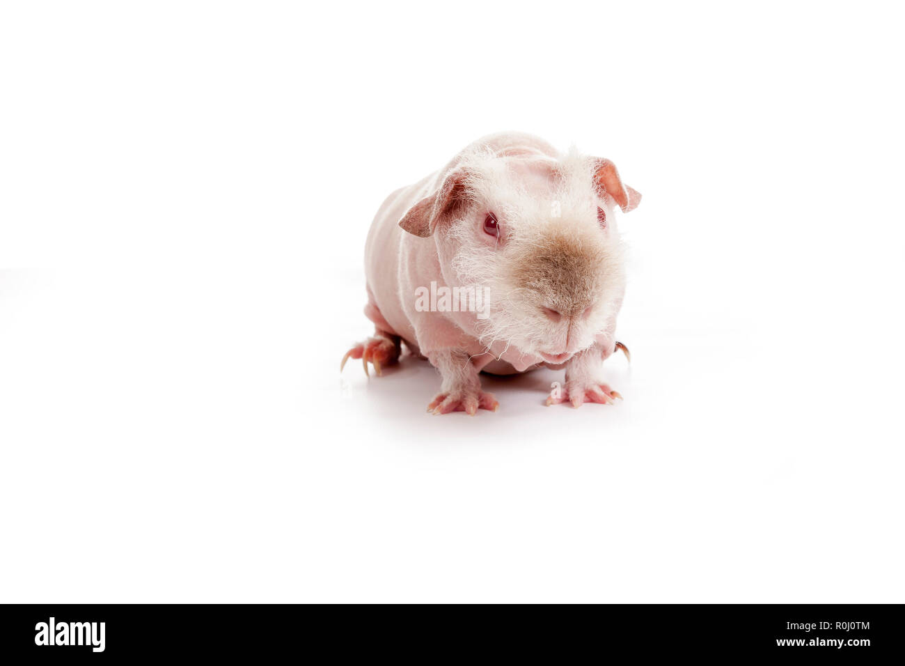 Hairless guinea pig Cut Out Stock Images & Pictures - Alamy