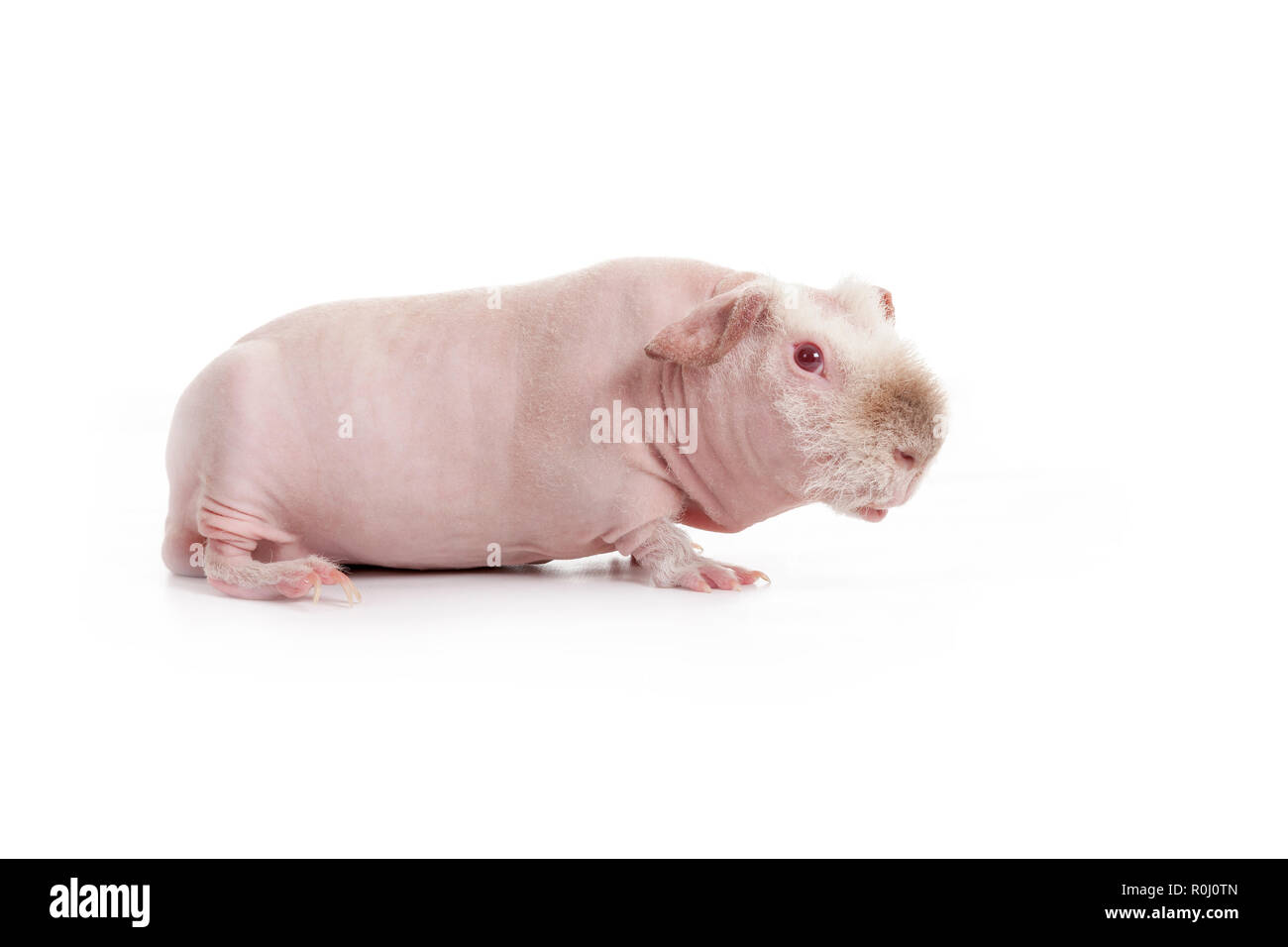 Skinny Pig High Resolution Stock Photography and Images - Alamy