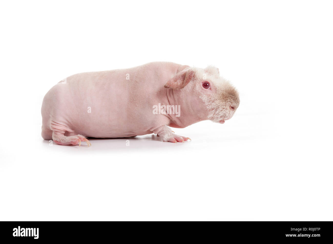 Cavia porcellus hairless guinea pig hi-res stock photography and images ...