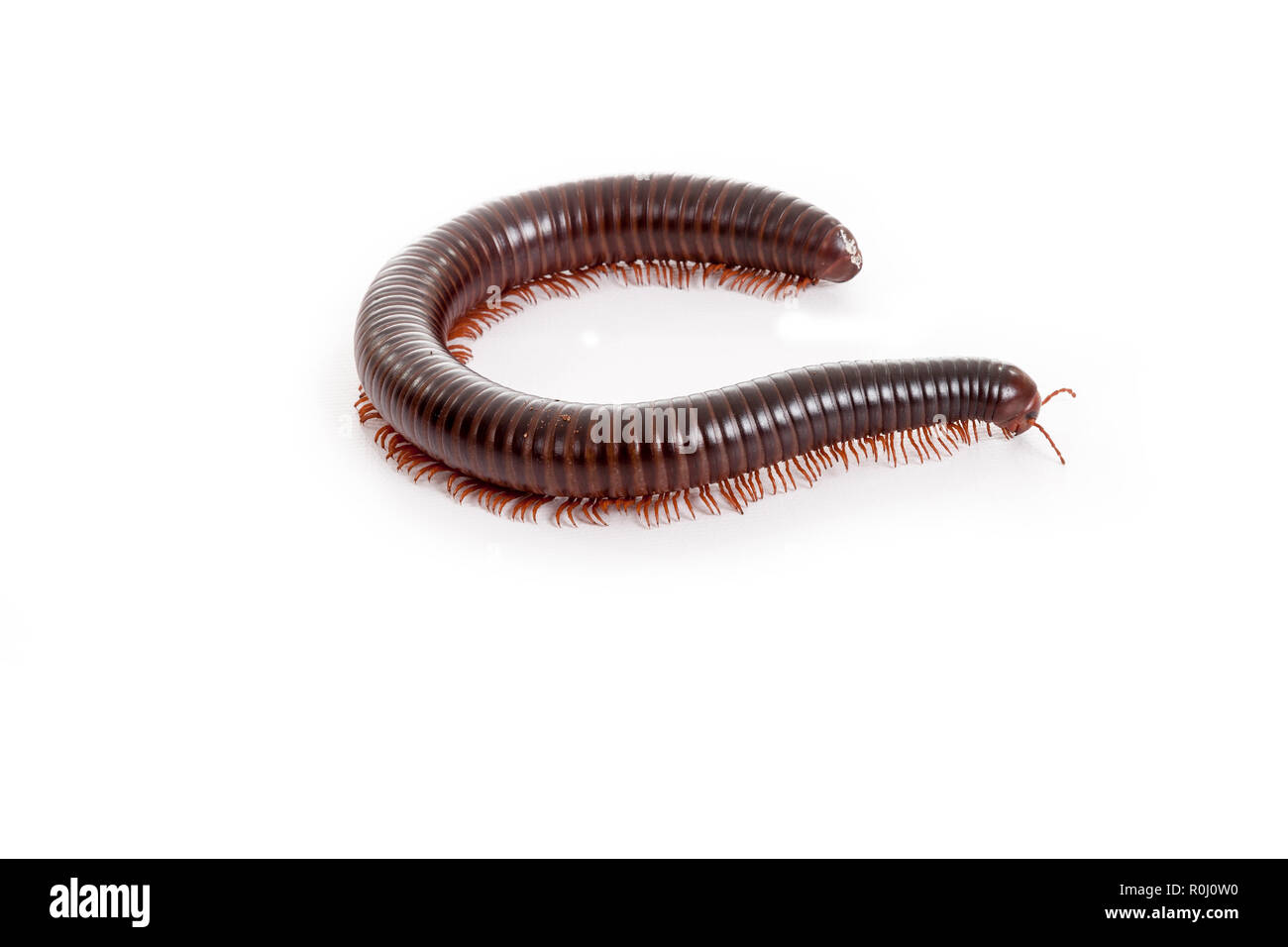 Millipedes uk hi-res stock photography and images - Alamy
