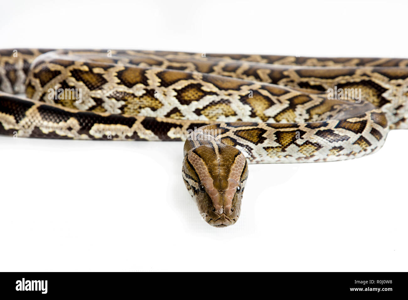 Vivarium snakes hi-res stock photography and images - Alamy
