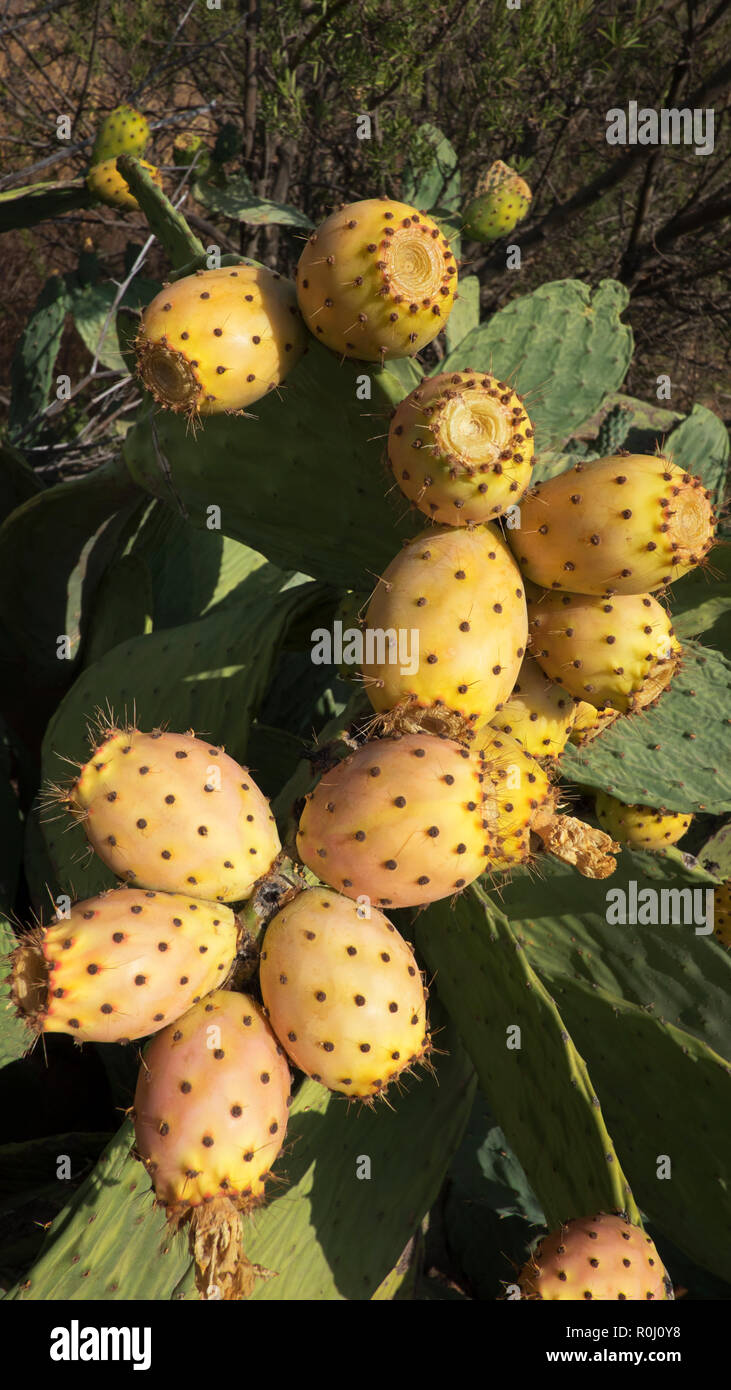 Close-up shot of prickly pear or cactus fruit of Opuntia ficus-indica a ...